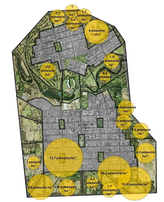 Possum patrol update — Adelaide Park Lands Association
