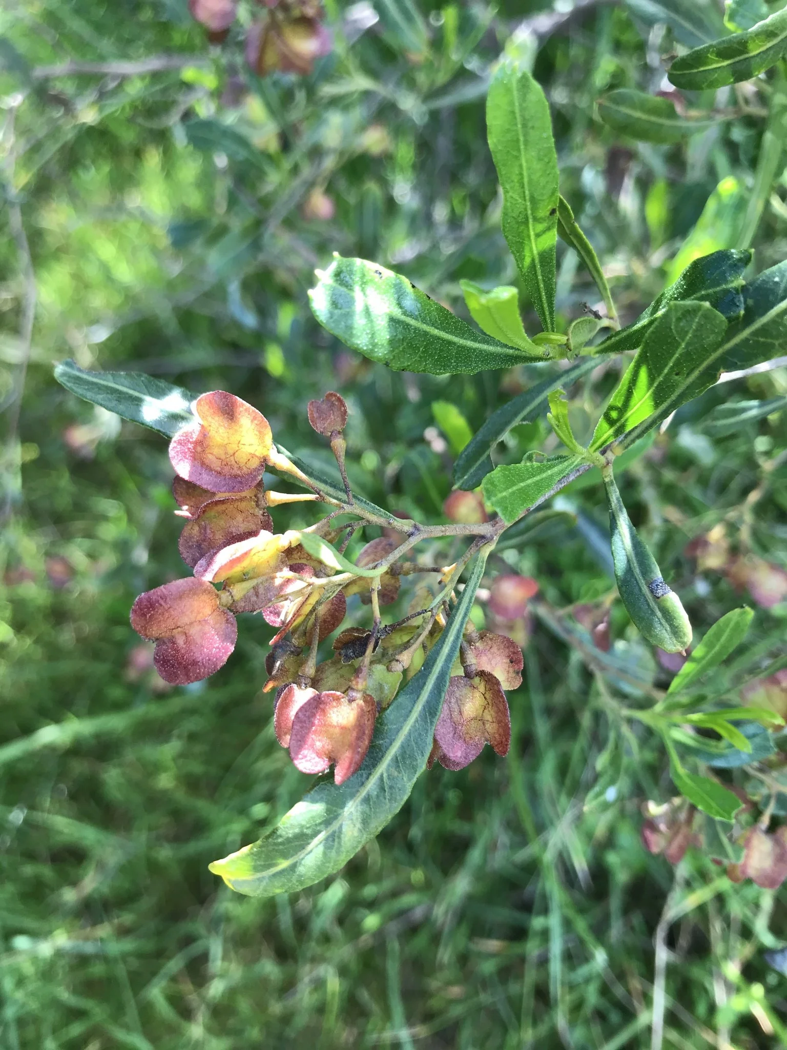 Know your Park Lands plants: sticky hop-bush — Adelaide Park Lands ...