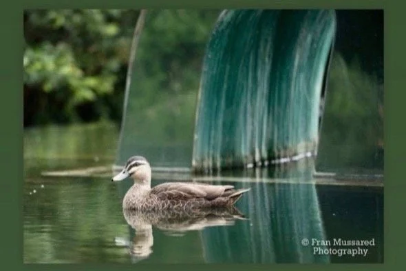 Fernando and his broken wing — Adelaide Park Lands Association