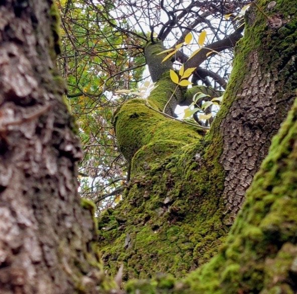 Colours of Parnati — Adelaide Park Lands Association