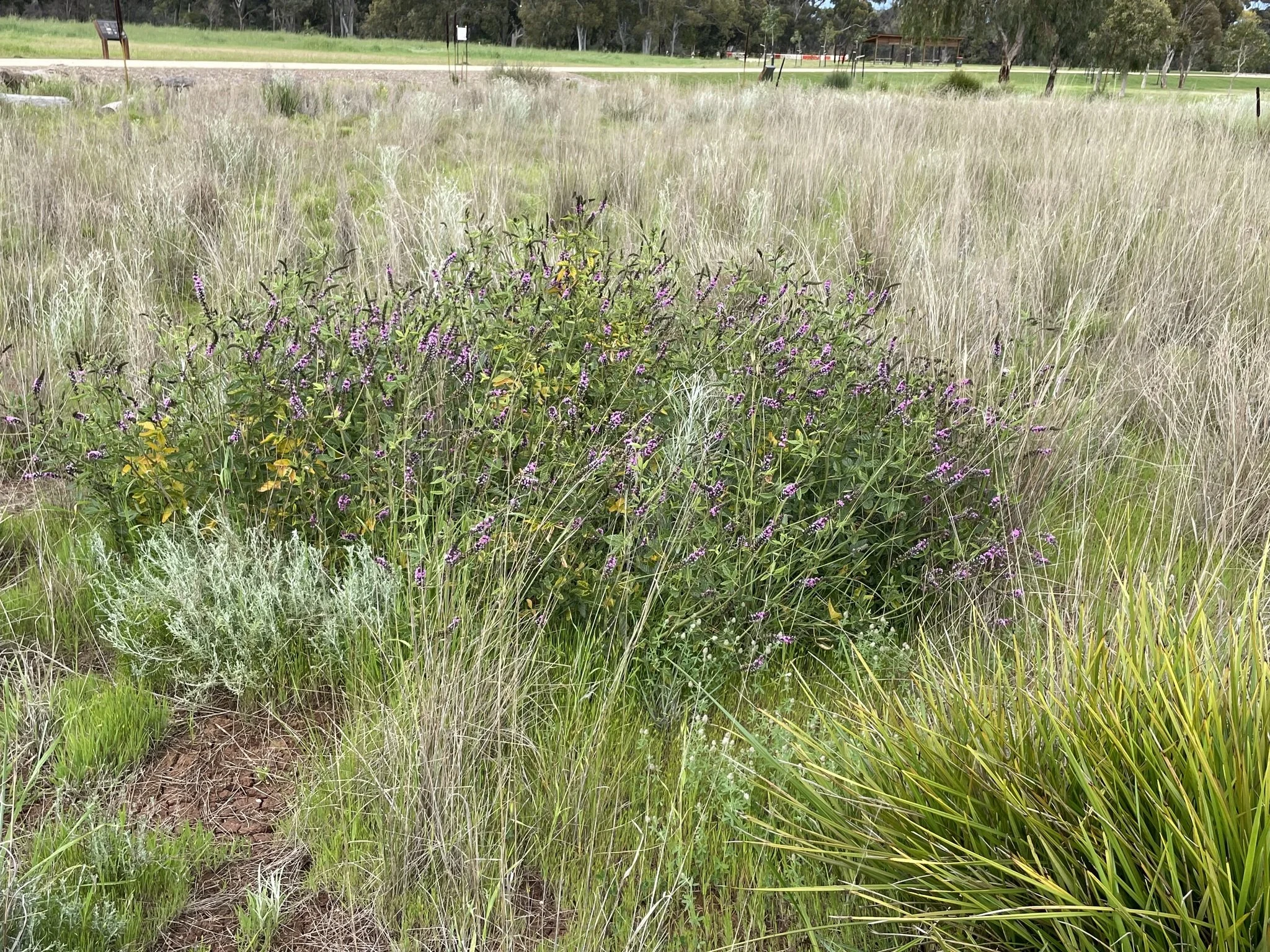 Know Your Park Lands Plants: native scurf pea — Adelaide Park Lands ...