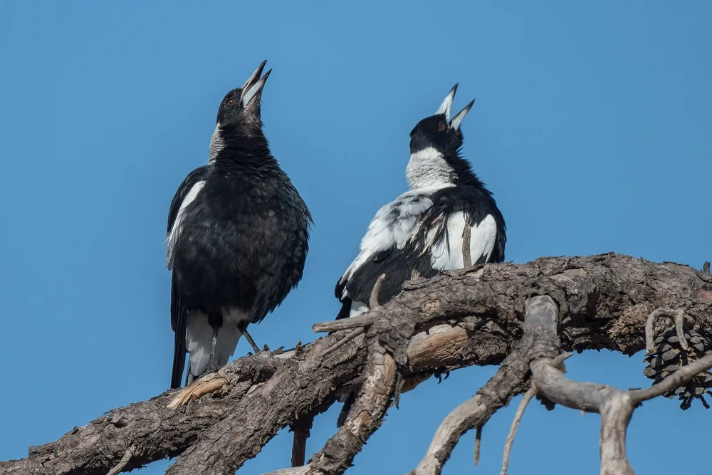 What Bird is That? – Australian Magpie — Adelaide Park Lands Association