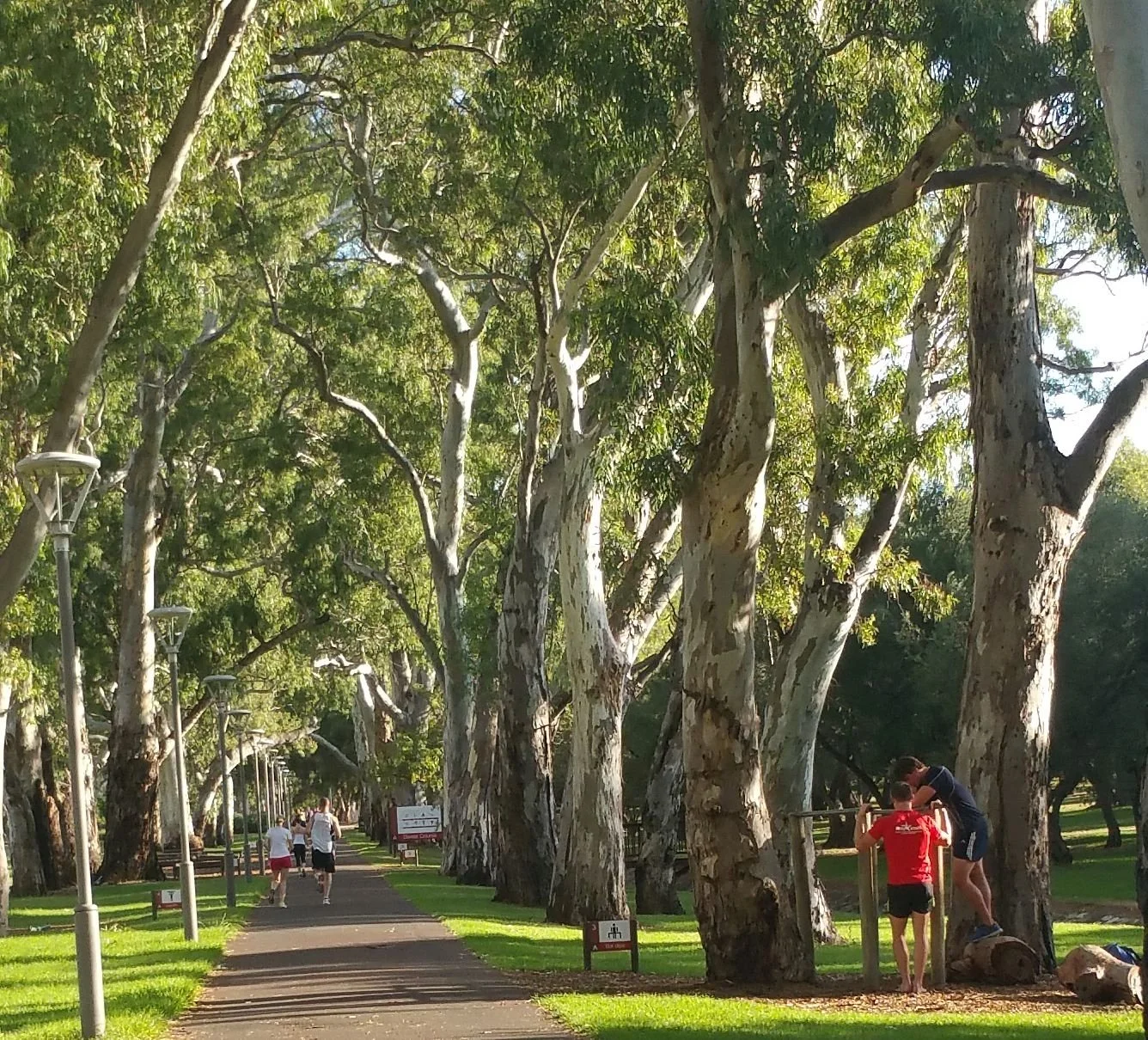 Know Your Park Lands Plants: river red gums — Adelaide Park Lands ...