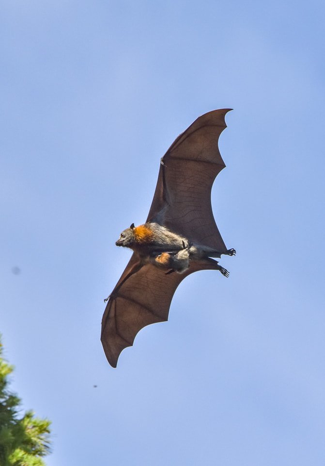 Photographing wildlife — Adelaide Park Lands Association