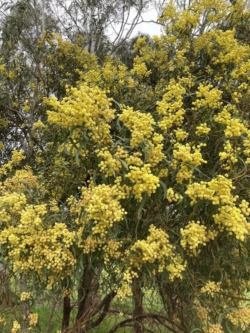 Know Your Park Lands Plants: Golden Wattle — Adelaide Park Lands ...