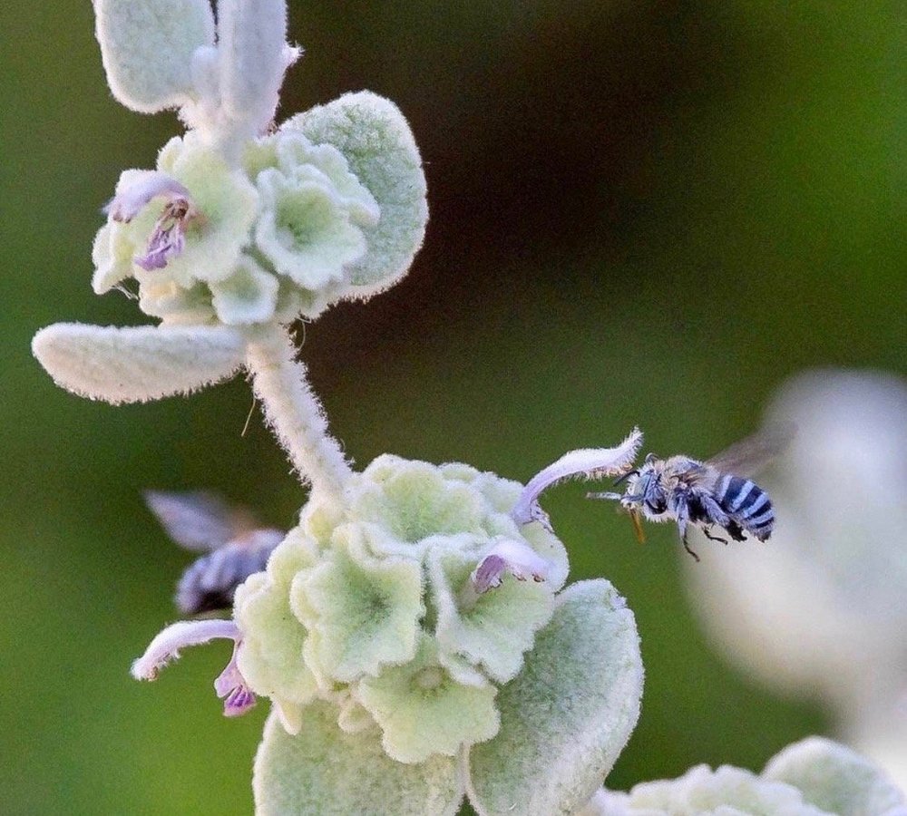The buzz on native bees — Adelaide Park Lands Association
