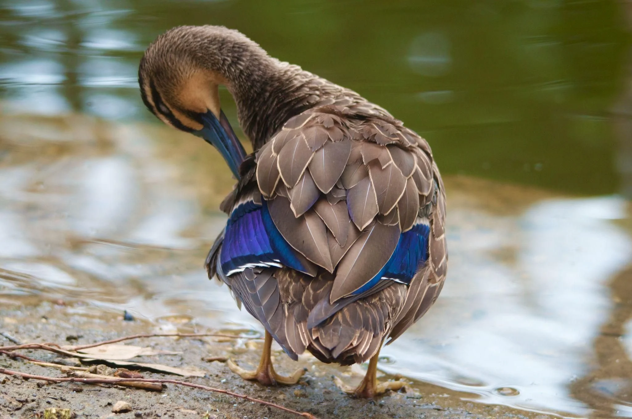 What bird is that? Pacific Black Duck — Adelaide Park Lands Association