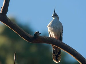 What Bird is that? Crested pigeon — Adelaide Park Lands Association