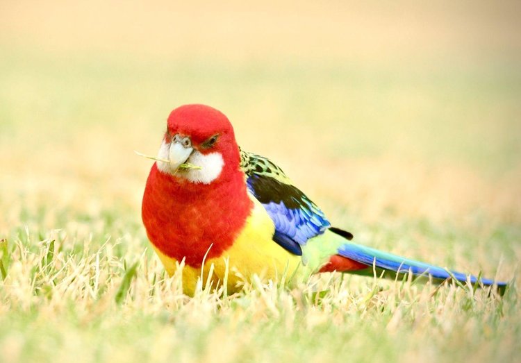 What bird is that? - Eastern Rosella — Adelaide Park Lands Association