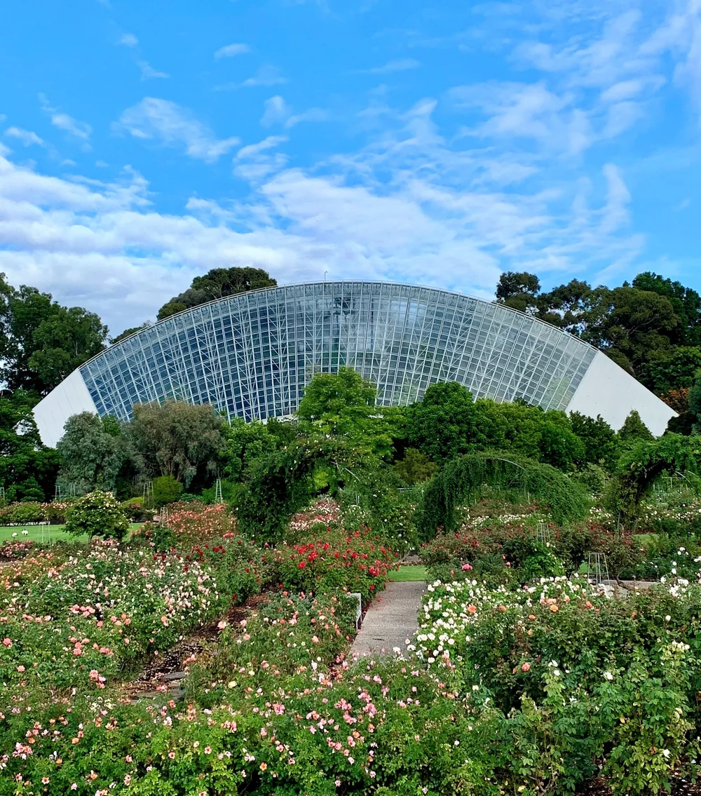 Rosy outlook — Adelaide Park Lands Association