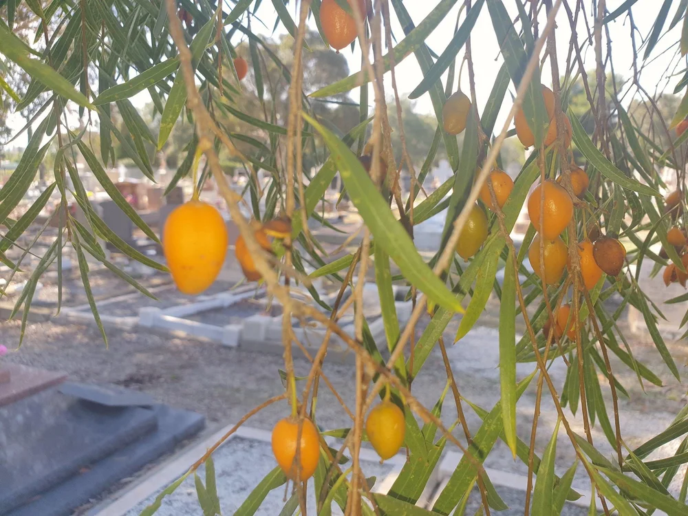 Know Your Park Lands Plants: native apricot — Adelaide Park Lands ...