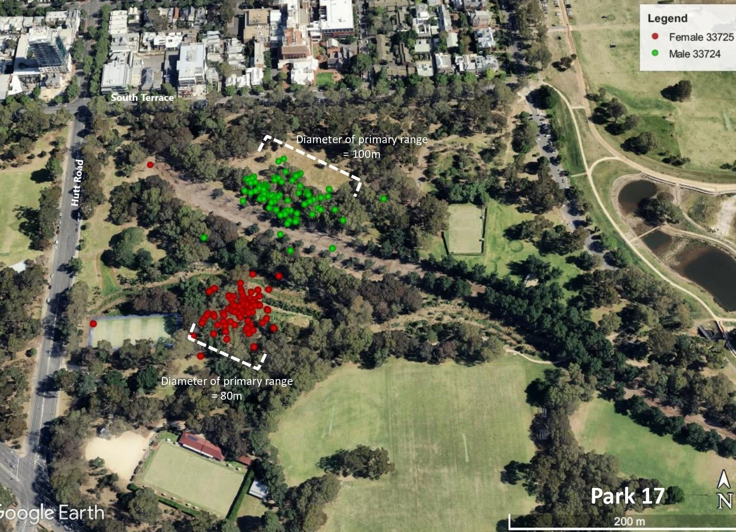 Stay-at-home possums: Scared, or contented? — Adelaide Park Lands ...