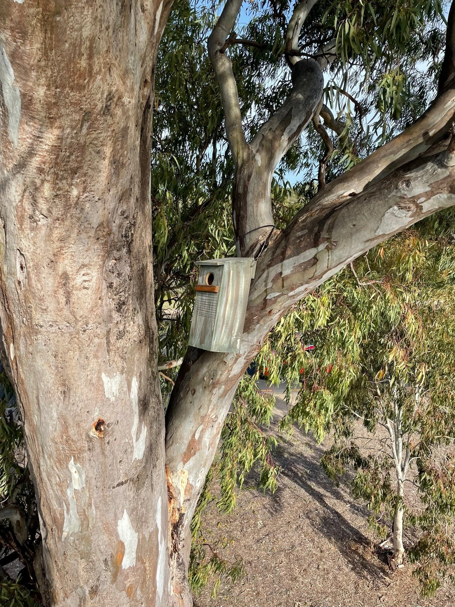Places to nest — Adelaide Park Lands Association