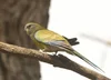 What bird is that? - Red Rumped Parrot — Adelaide Park Lands Association