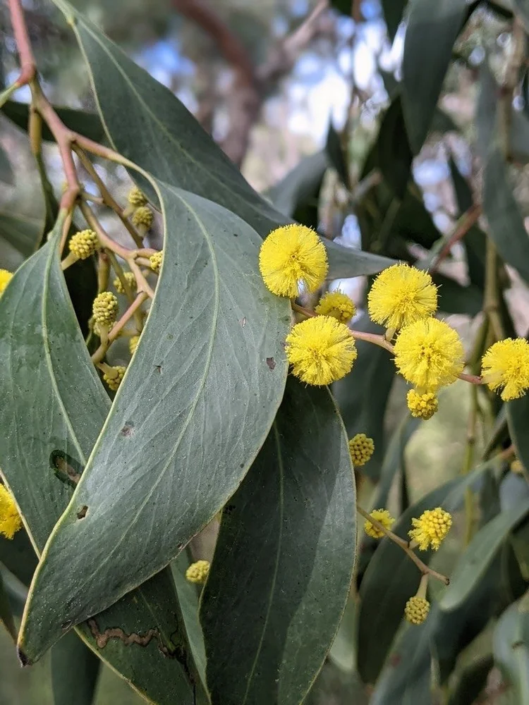 Know Your Park Lands Plants: Golden Wattle — Adelaide Park Lands ...