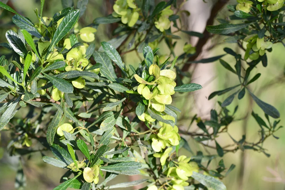 Know your Park Lands plants: sticky hop-bush — Adelaide Park Lands ...