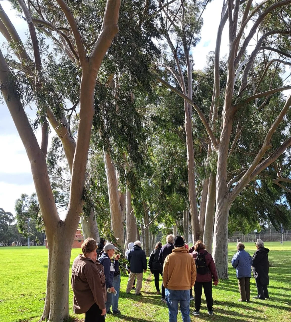 Know Your Park Lands Plants - Lemon-scented gum — Adelaide Park Lands ...