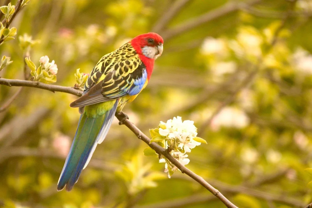 What bird is that? - Eastern Rosella — Adelaide Park Lands Association