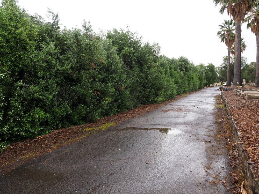 The good oil — Adelaide Park Lands Association