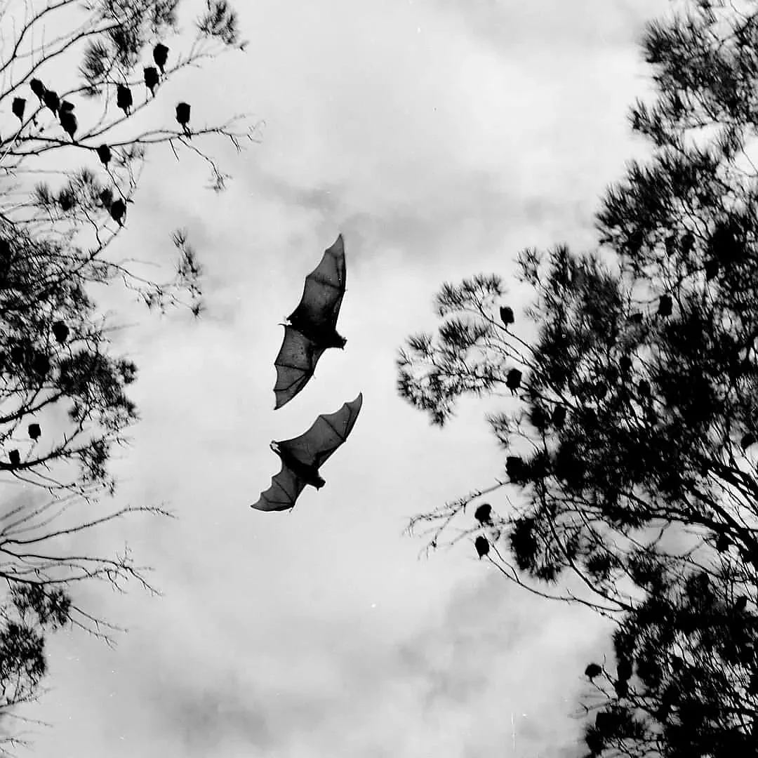 Herding bats — Adelaide Park Lands Association