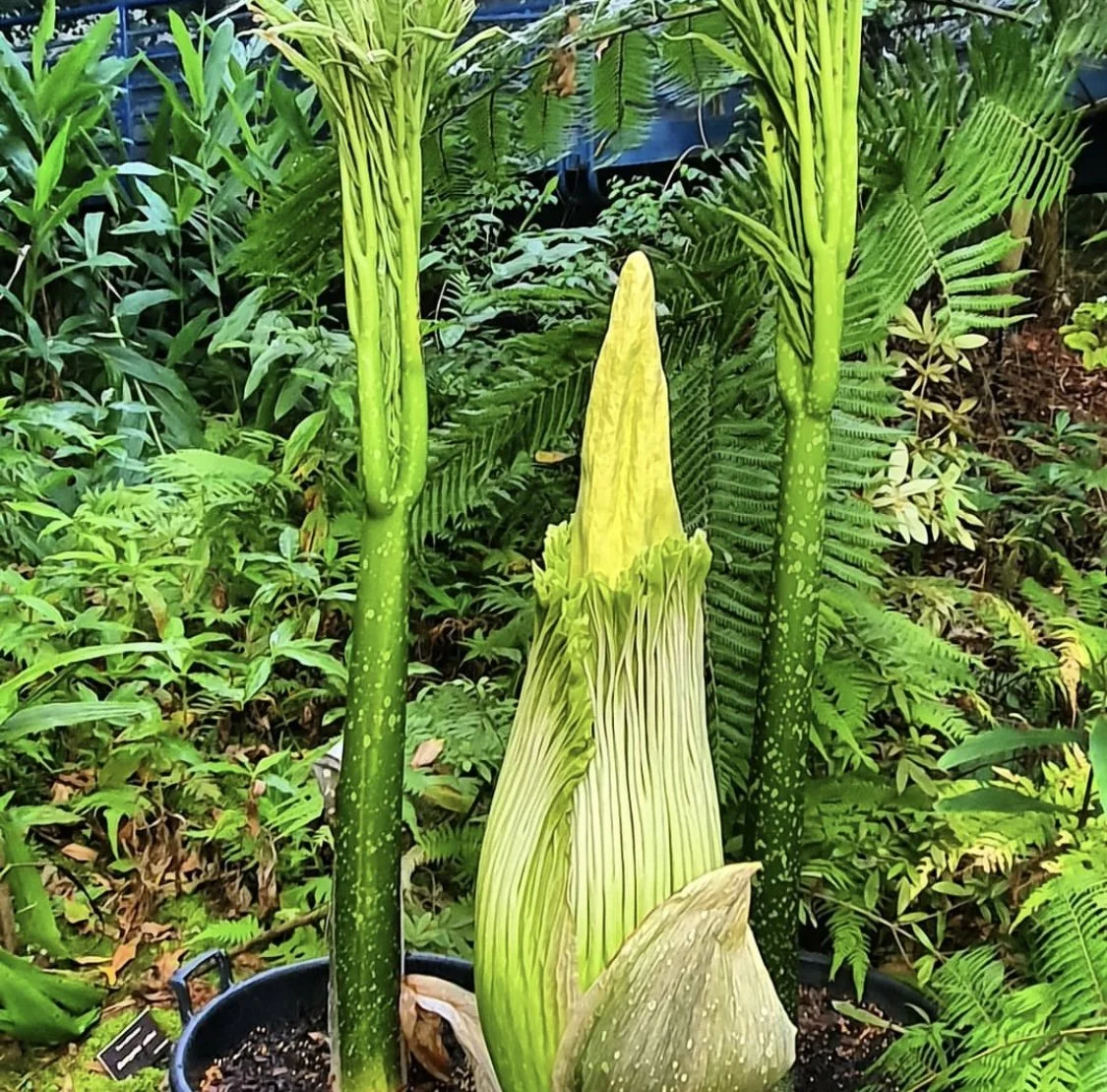 Corpse flower set to bloom — Adelaide Park Lands Association