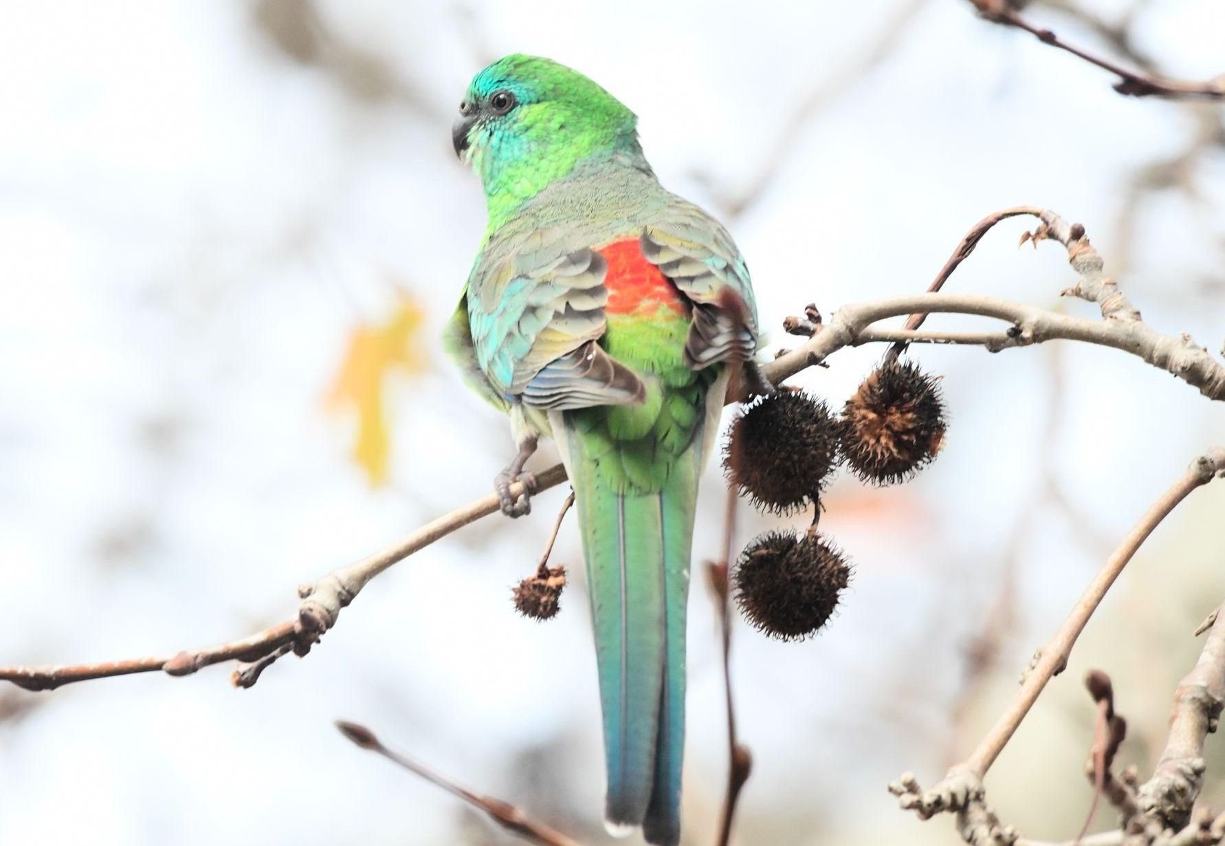 What bird is that? - Red Rumped Parrot — Adelaide Park Lands Association