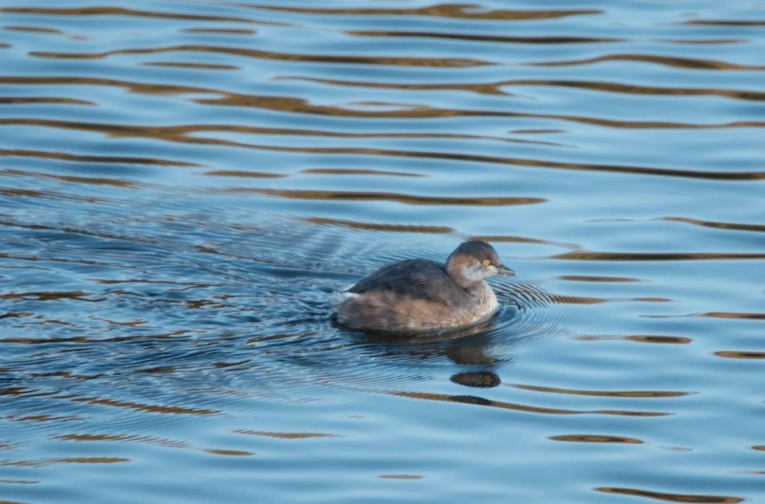 What Bird is That? Australasian Grebe — Adelaide Park Lands Association