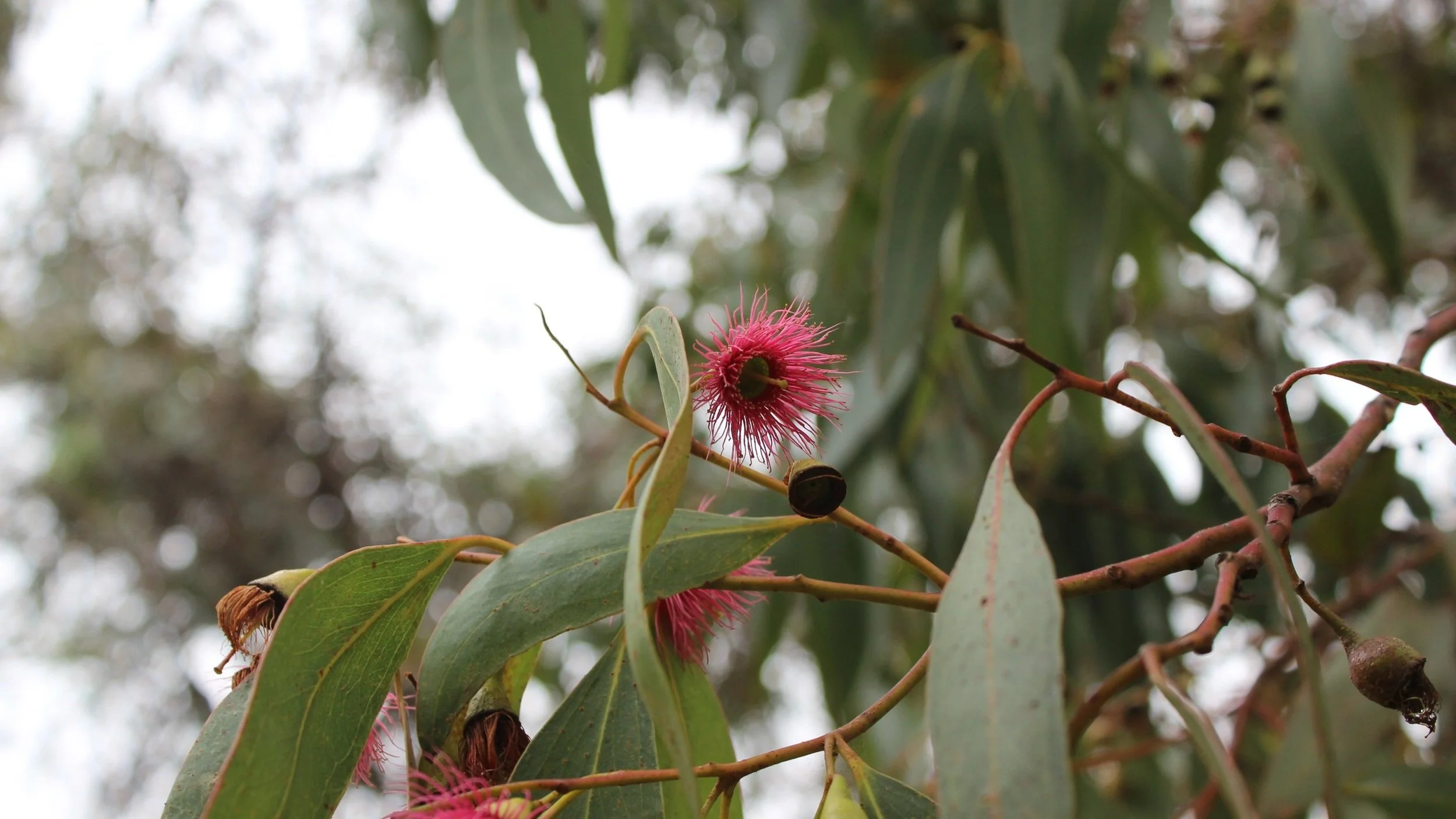 Know Your Park Lands Plants: Blue Gums — Adelaide Park Lands Association