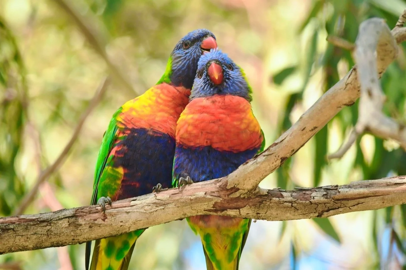 What Bird is that? - Rainbow Lorikeet — Adelaide Park Lands Association