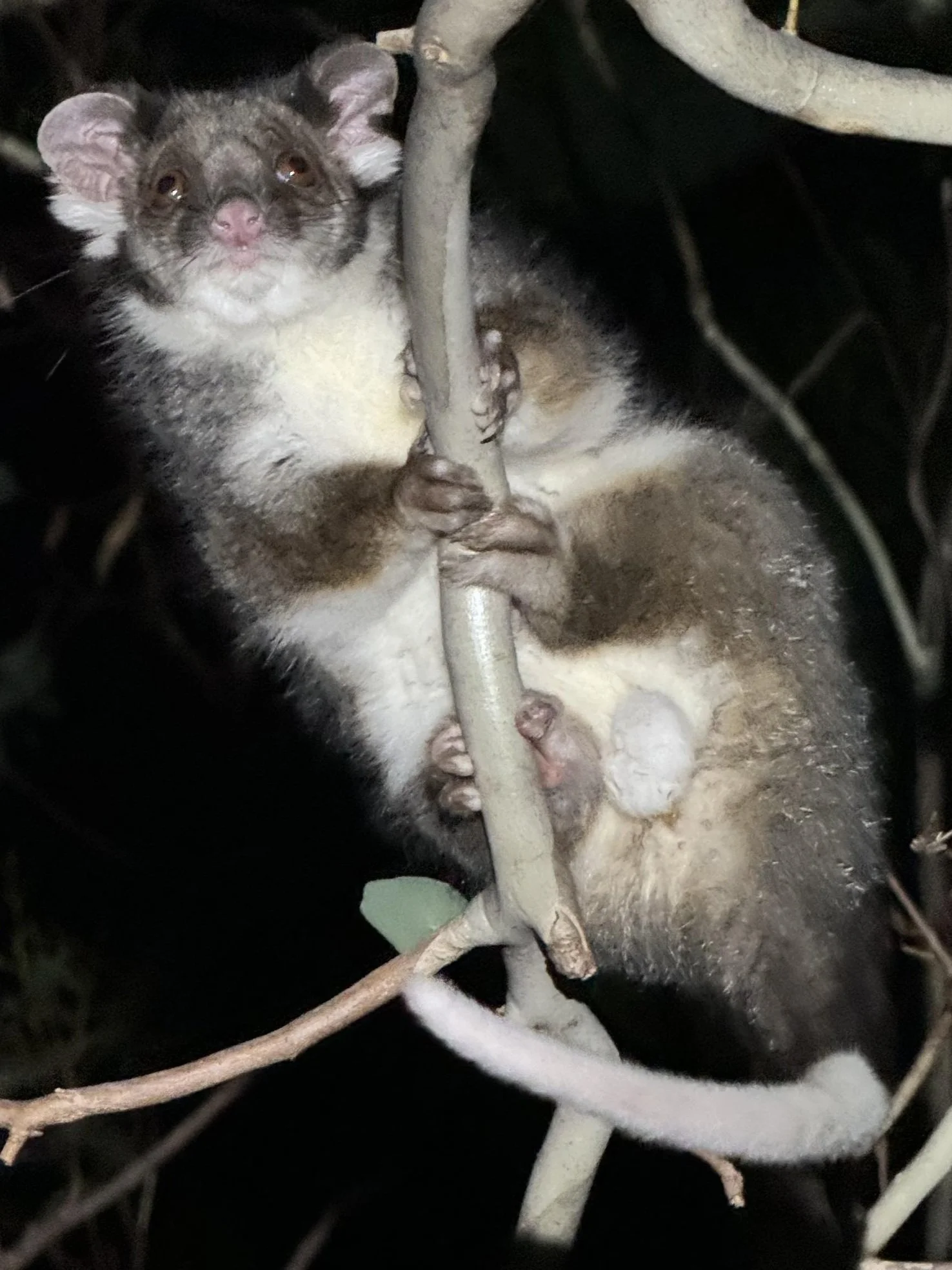 Possums at risk in Whitmore Square — Adelaide Park Lands Association