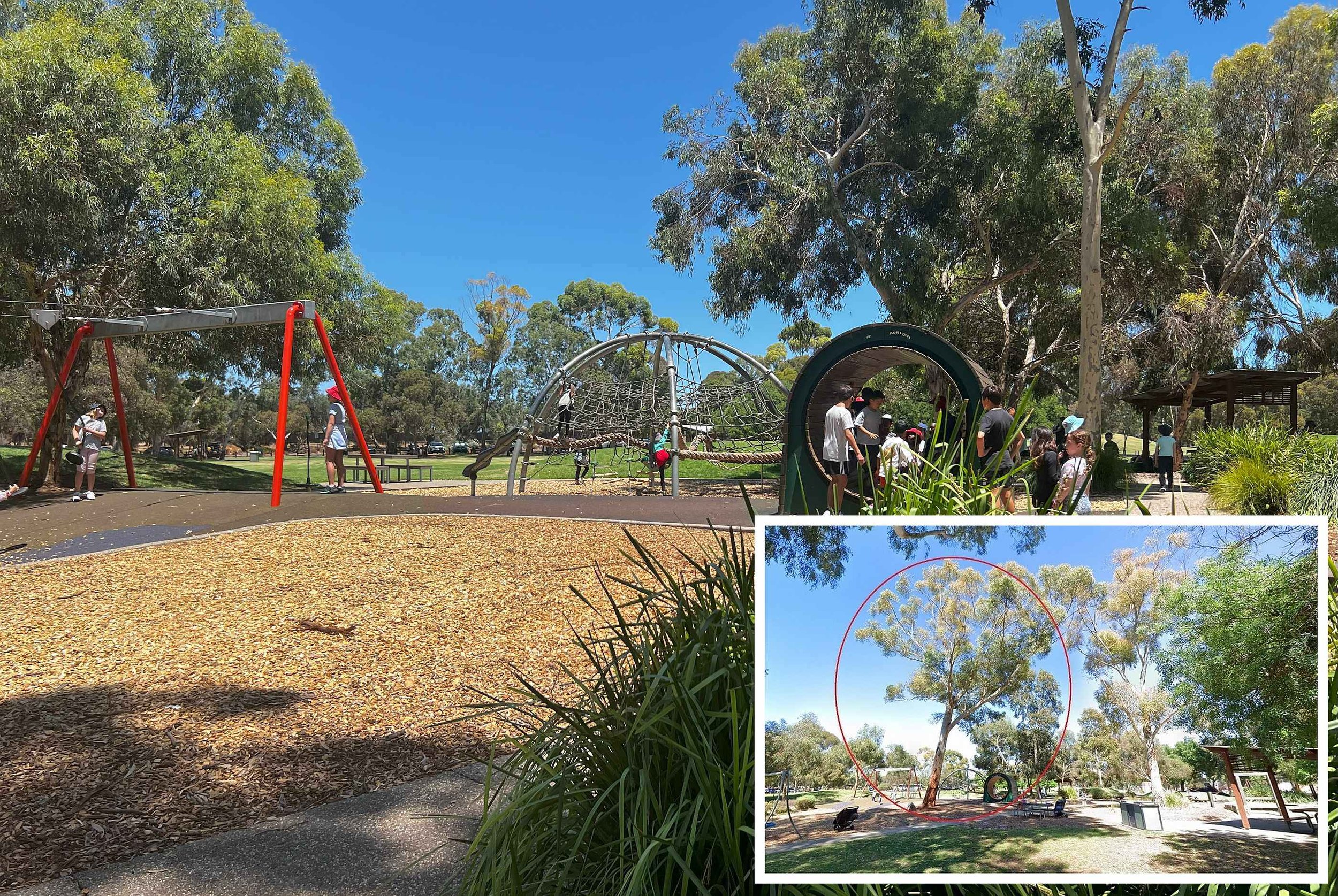 Probe into fallen trees — Adelaide Park Lands Association