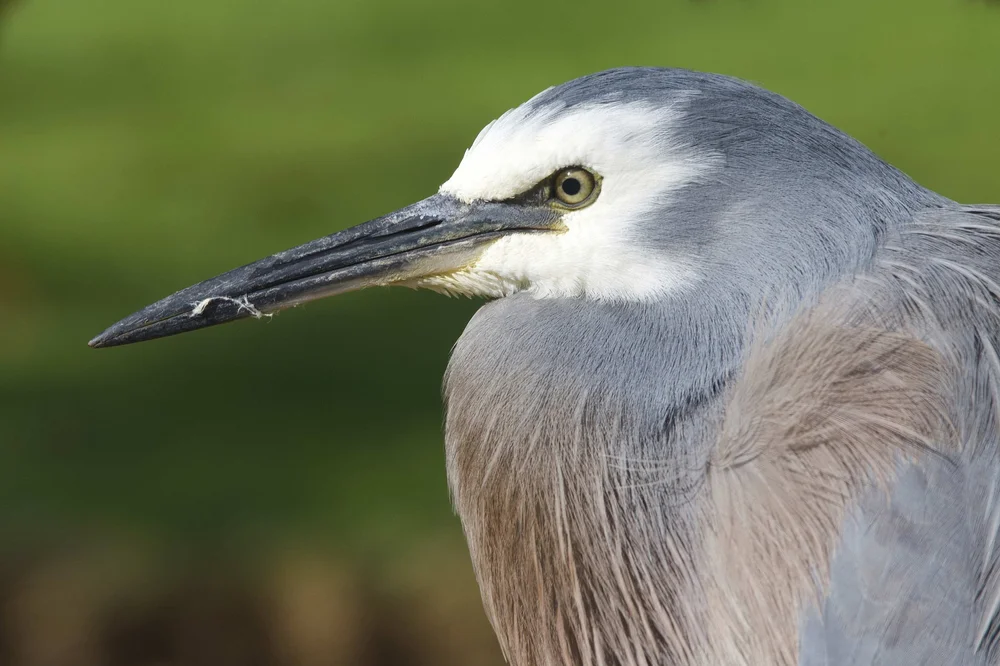 What Bird is that? - White-faced heron — Adelaide Park Lands Association