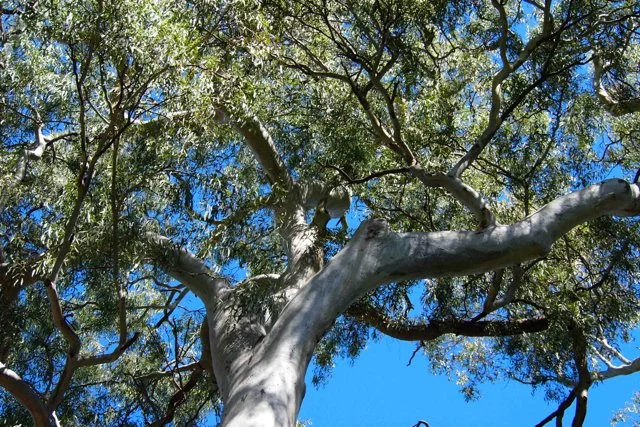 Know Your Park Lands Plants: river red gums — Adelaide Park Lands ...