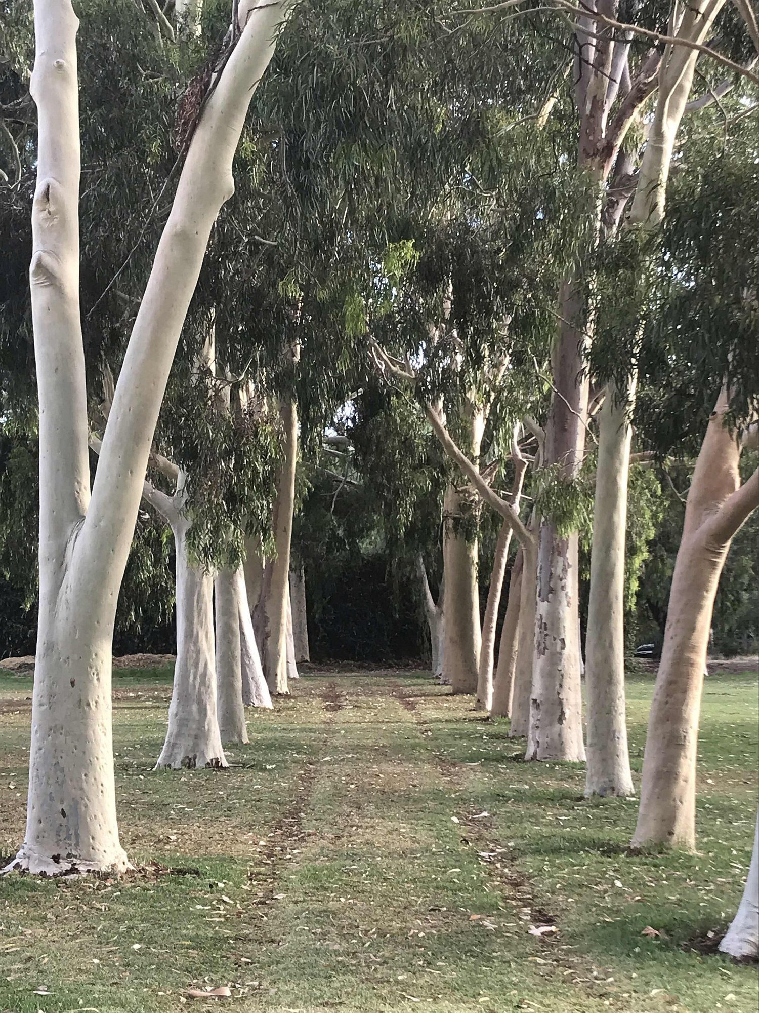 Know Your Park Lands Plants - Lemon-scented gum — Adelaide Park Lands ...