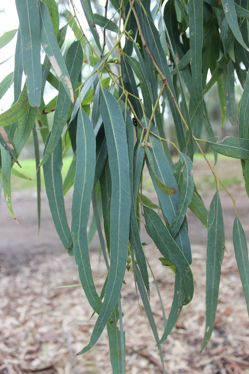 Know Your Park Lands Plants: Blue Gums — Adelaide Park Lands Association