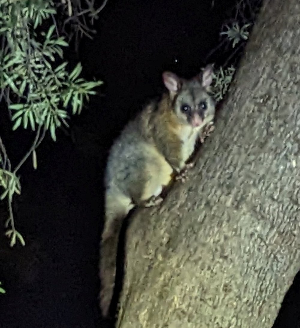 Hope for joey possum — Adelaide Park Lands Association