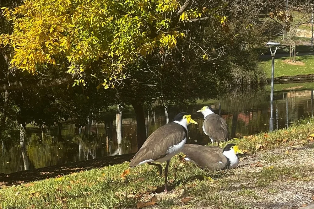 What bird is that? Masked Lapwing — Adelaide Park Lands Association