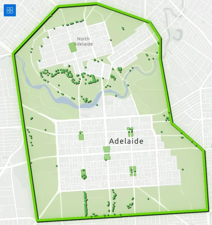 Know Your Park Lands Plants - Moreton Bay fig — Adelaide Park Lands ...