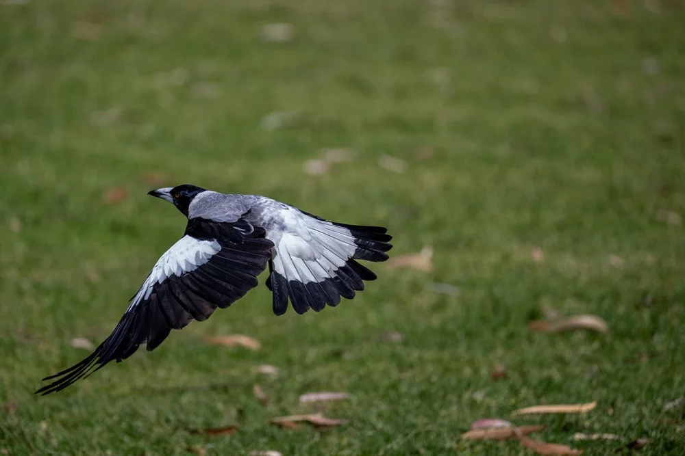 What Bird is That? – Australian Magpie — Adelaide Park Lands Association