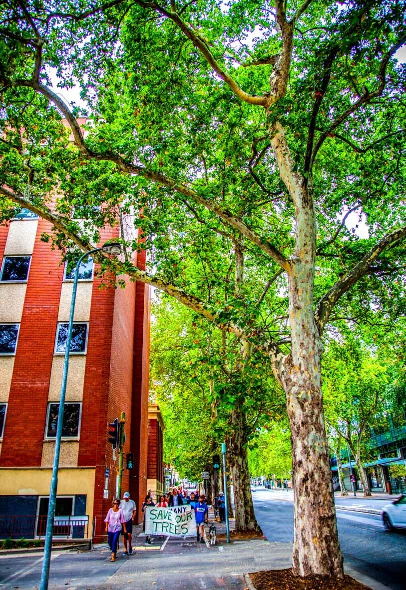 Fighting back to save Adelaide's trees — Adelaide Park Lands Association