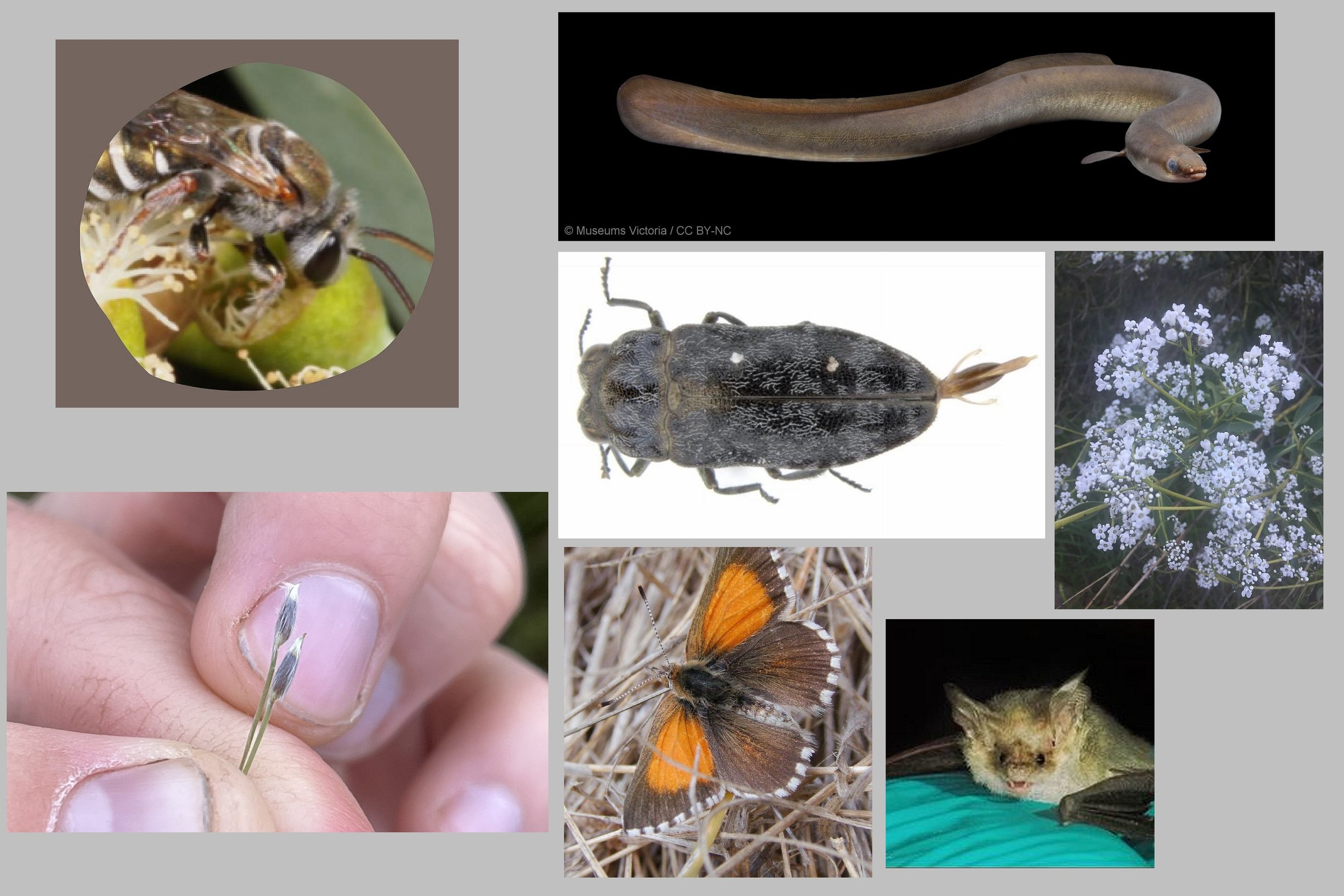 Blooming biodiversity — Adelaide Park Lands Association