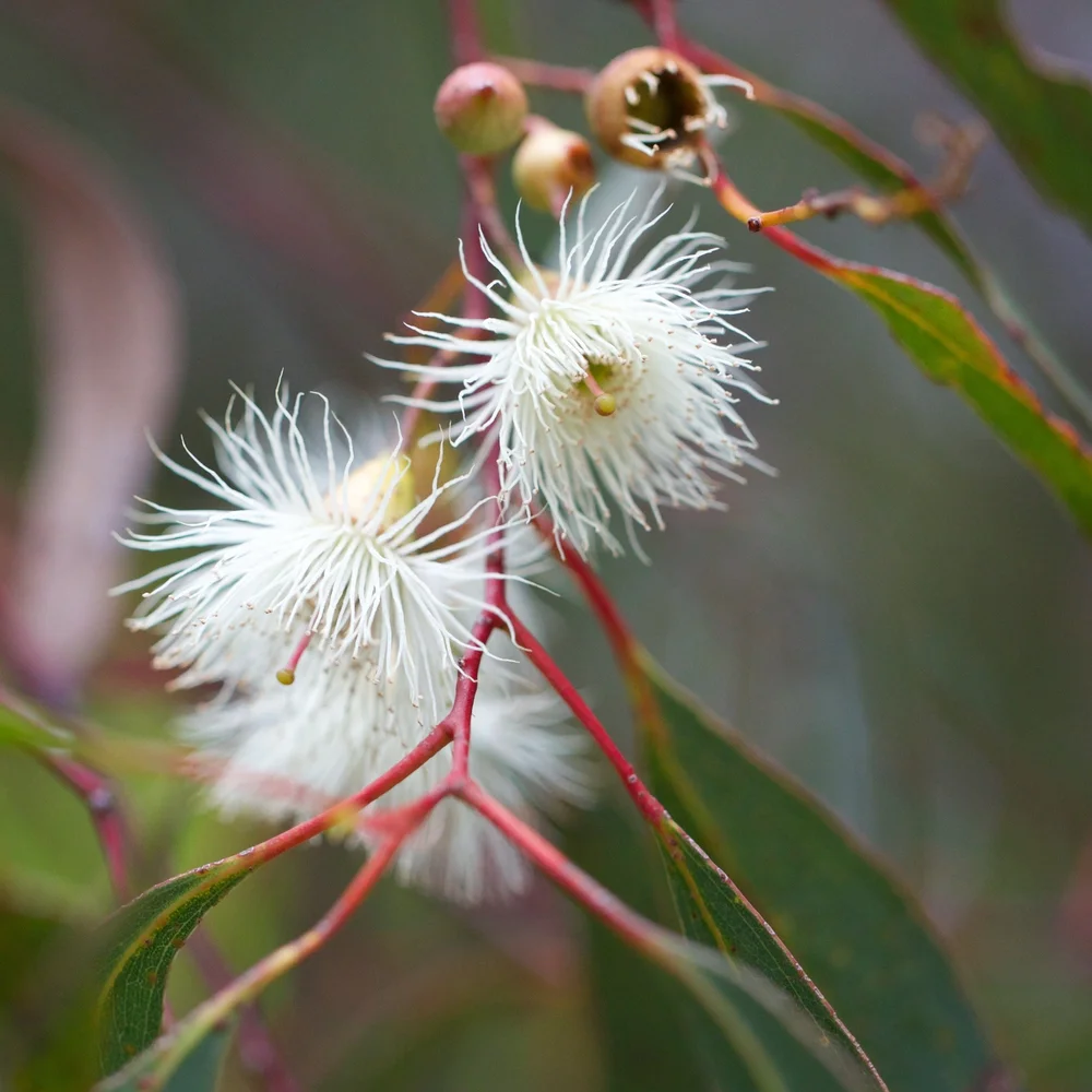 Know Your Park Lands Plants: Blue Gums — Adelaide Park Lands Association
