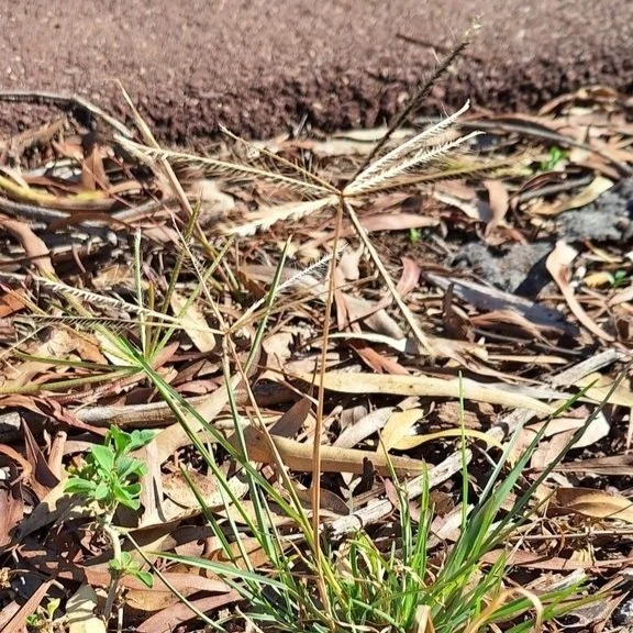 Know Your Park Land Plants: windmill grass — Adelaide Park Lands ...