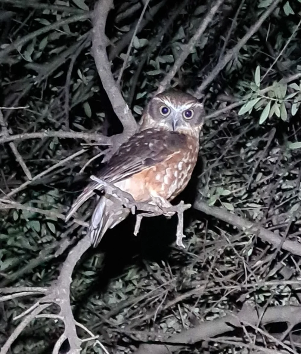 What Bird is that? Australian Boobook — Adelaide Park Lands Association