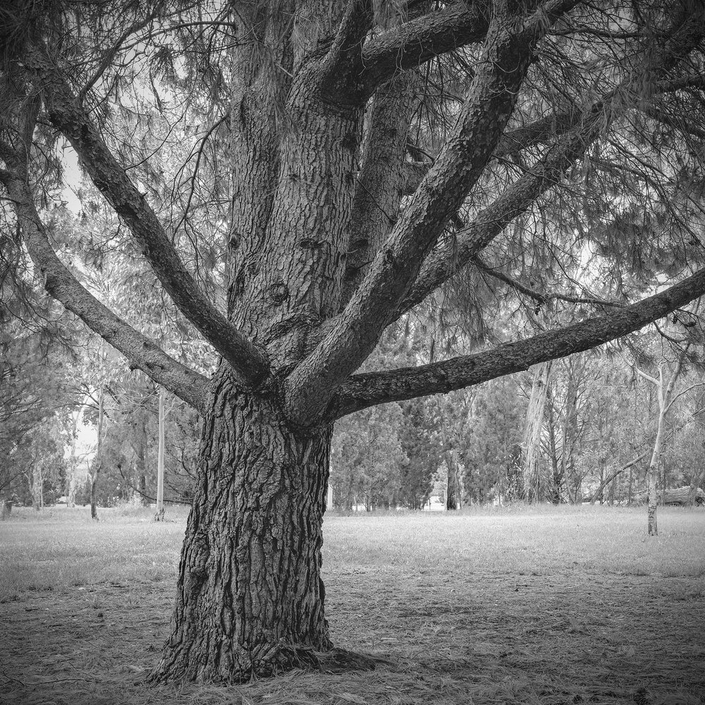 Happy 2050, Terry — Adelaide Park Lands Association