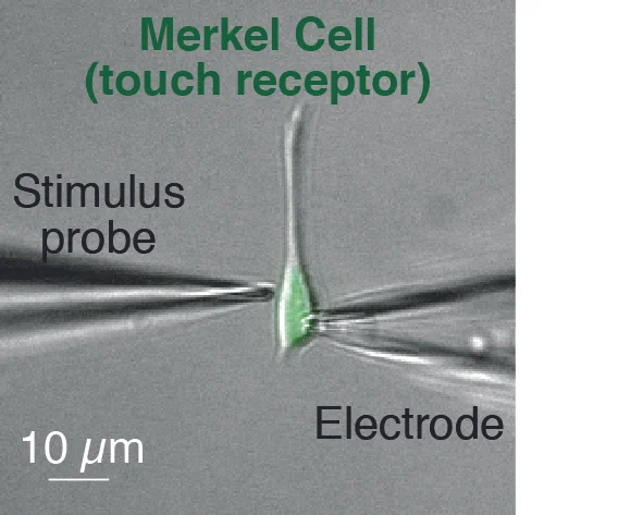 Publications — Masashi Nakatani, Ph.D.