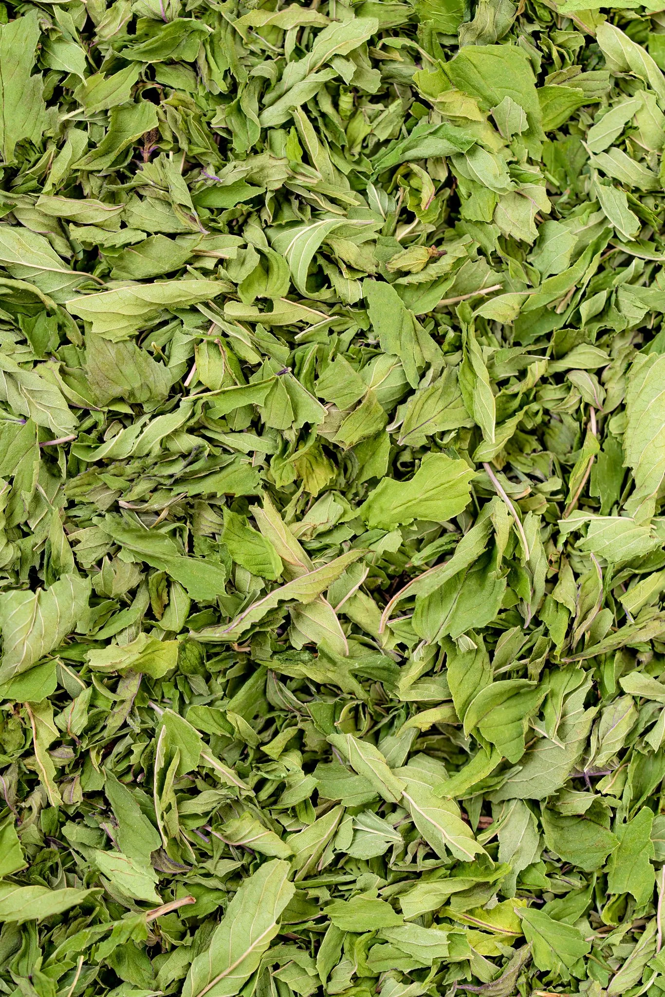 Chocolate Peppermint Herbal Tea — Sacred Blossom Farm