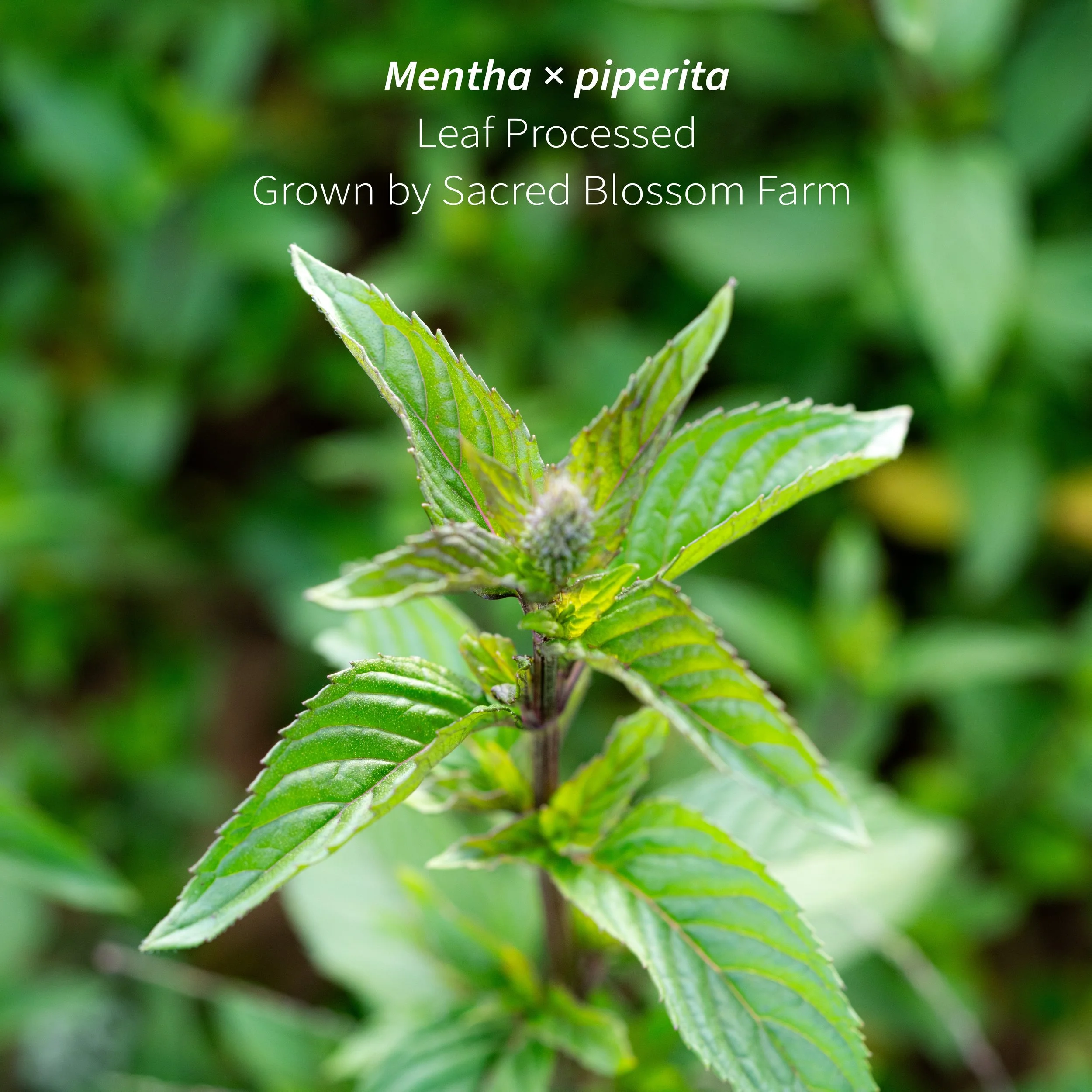 Chocolate Peppermint Herbal Tea — Sacred Blossom Farm