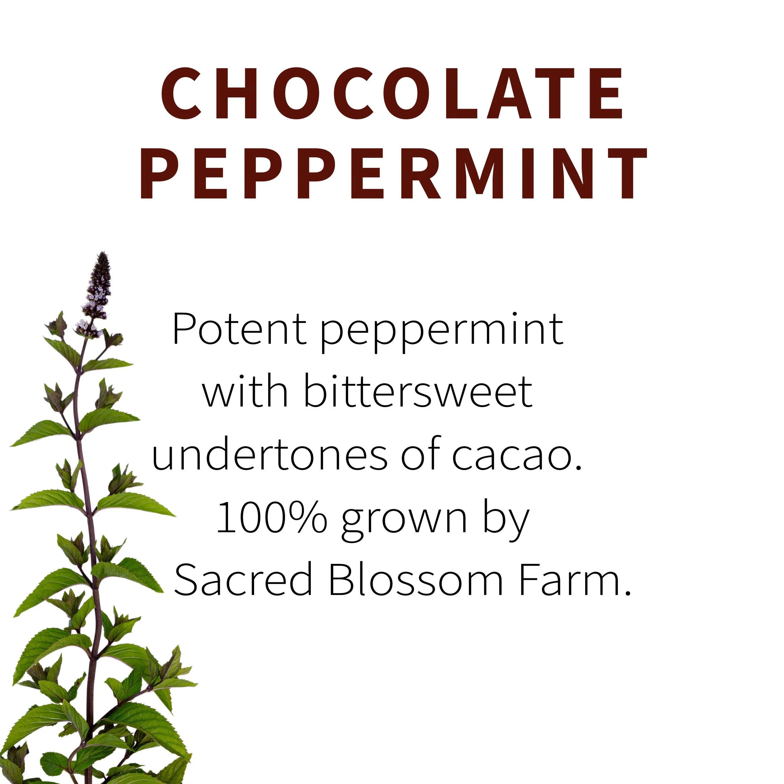 Chocolate Peppermint Herbal Tea — Sacred Blossom Farm