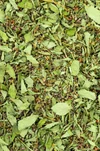 Benefits, Uses, and Growing Tulsi — Sacred Blossom Farm